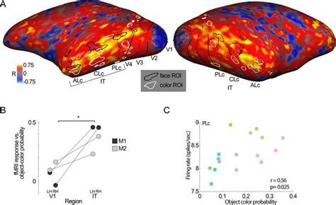 correlation of object color statistics across the cerebral cortex a