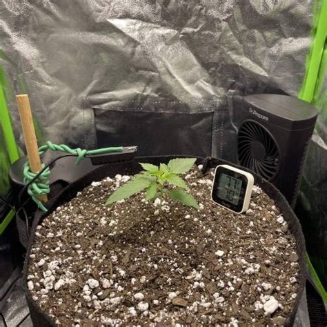 Humboldt Seed Company Nutter Budder Grow Journal By Growernotashower