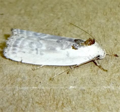 Owlet Moth Antaeotricha Bugguide Net