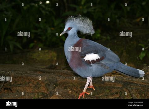 Dark Grey Bird Stock Photo - Alamy