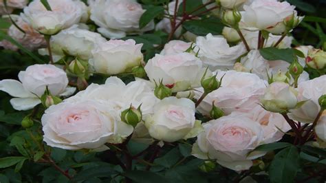 Розы в саду. 23 сорта нежных бледных роз.Мои любимые тона. - YouTube