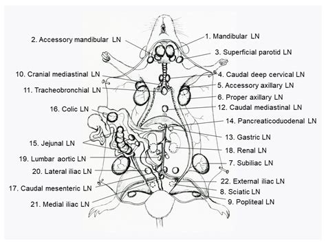 Mouse Inguinal Lymph Nodes