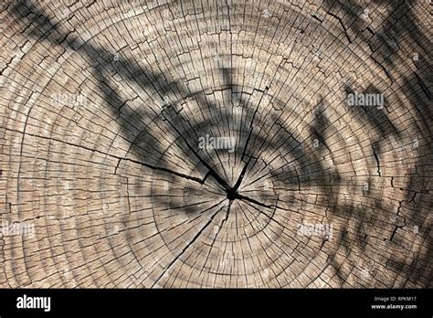 Tree Rings Texture Background Stock Photo Alamy