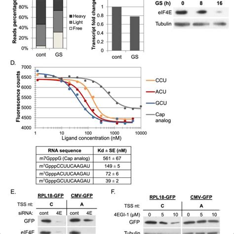 The Effect Of Cap Proximal Nucleotides On Eif4e Binding Affinity And Download Scientific