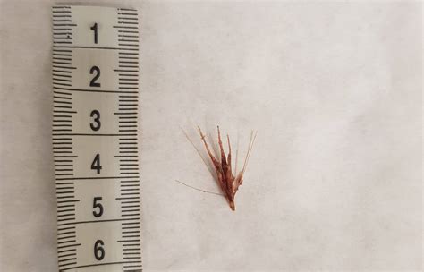 Grass Seeds In Dogs The Lowdown On This Nasty Foreign Body Rochford