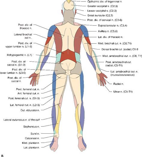 Sensory Localization Neupsy Key
