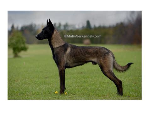Gorgeous Dark Fawn Sable Belgian Malinois From Malinger Kennels