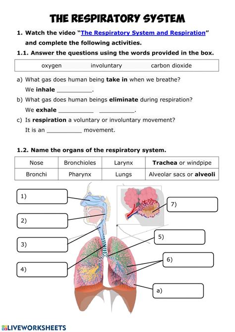 Respiratory System Worksheet Answers