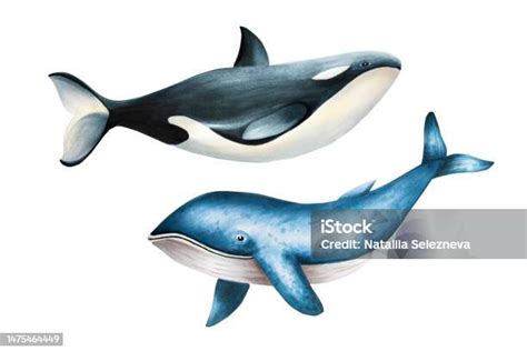 수채화 고래 킬러와 푸른 고래는 흰색 배경에 고립되어 있습니다 손으로 그림 현실적인 북극과 남극 해양 포유류 디자이너 장식 엽서 포장지 스크랩북 표지 로고 초대장 포스터 및