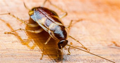 Uk Households Hit By Cockroach Invasion As Temperatures Plummet In