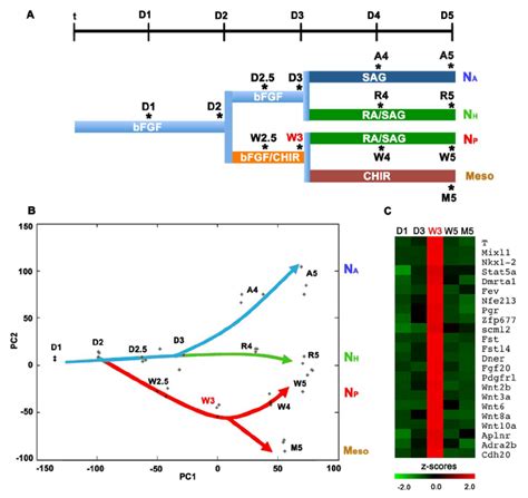Induction Of A Distinct Transcriptional Programme In Neuromesodermal Download Scientific