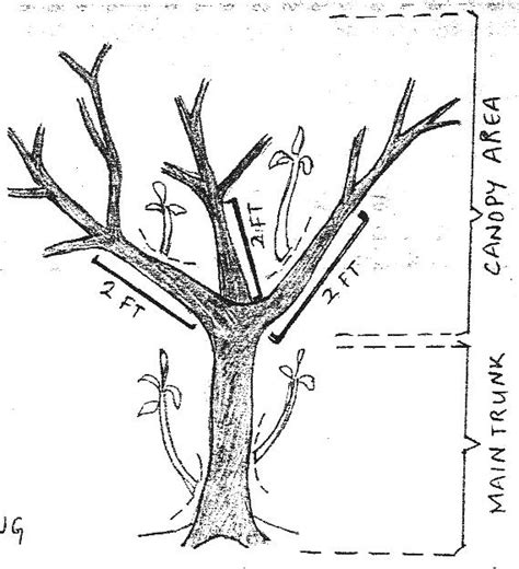 Cpb Cocoapinasblogs Cocoa Pruning Suitable Proposed Method And Tree Structure