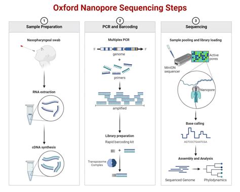 Oxford Nanopore Sequencing Principle Protocol Uses Diagram