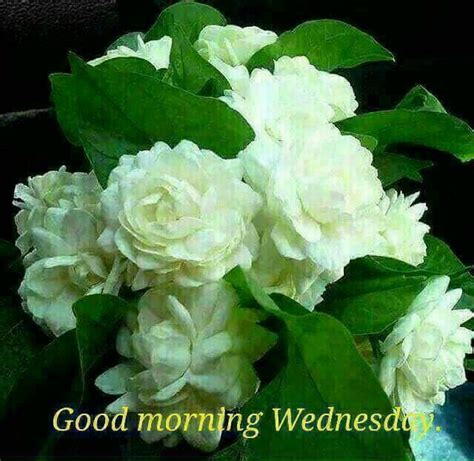 ดอกไม้ประจำวัน สวัสดีวันพุธค่าา ทักทายยามบ่ายๆบ้างนะคะ Facebook