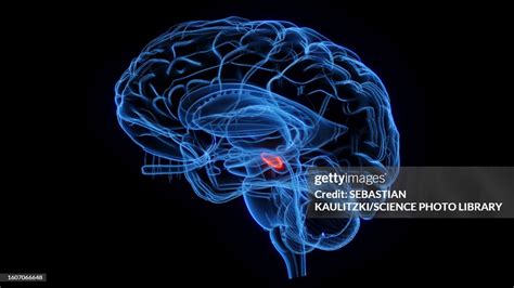 Subthalamic Nucleus Illustration High Res Vector Graphic Getty Images