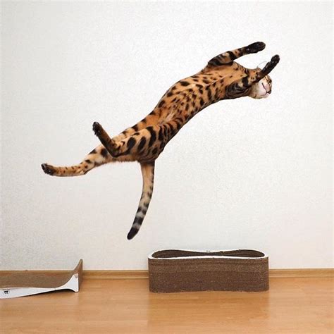 Jumping Bengal Cat Pose
