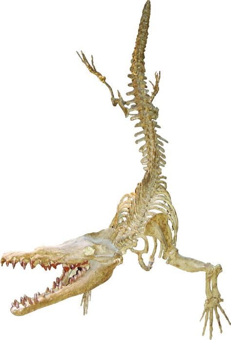 Rodhocetus Fossil