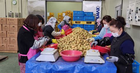 충남도 바이러스 무병 씨감자 11톤 보급 안정적 감자 생산 기대