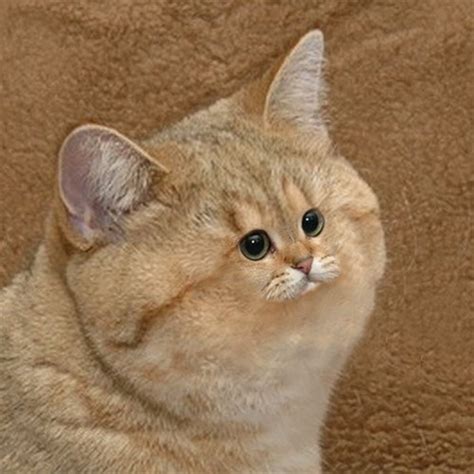 Create Meme Tiny Cat Cat Cat Uu Pictures Meme