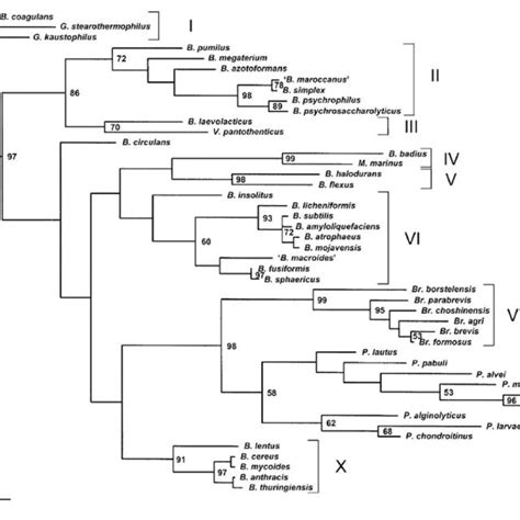 Taxonomy Of Genus Bacillus Source Bergeys Manual Of Systematic Download Scientific Diagram