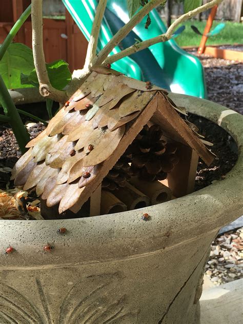 Ladybug Habitat In 2025 Diy Cans Ladybug Diy