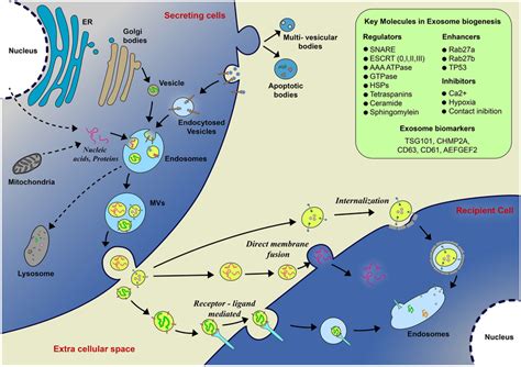 Schematic Diagram Of Exosome Biogenesis Exosome Biogenesis Starts The Download Scientific