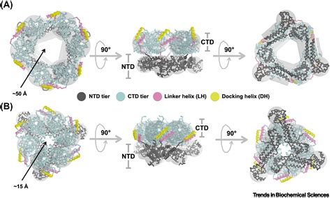 Convergent Evolution In Two Bacterial Replicative Helicase Loaders