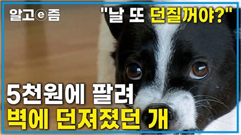 밥도 안 주고 자주 벽에 던져졌다고 좋은 보호자를 만나 사랑을 듬뿍 받고 있는 순돌이 이제 행복하게 살자 순돌아│세상에 나쁜 개는 없다│알고 E 즘 Youtube