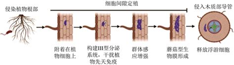 植物与青枯病互作研究进展 Research Progress In The Interaction Between Plant And