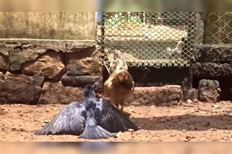 乌鸦入侵鸡窝猎杀小鸡，被老母鸡按在地上暴打鸡窝小鸡老母鸡
