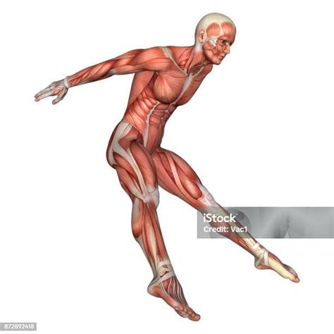 화이트에 근육 지도와 3d 렌더링 남성 해부학 그림 0명에 대한 스톡 사진 및 기타 이미지 0명 3차원 형태 건강관리와 의술 Istock