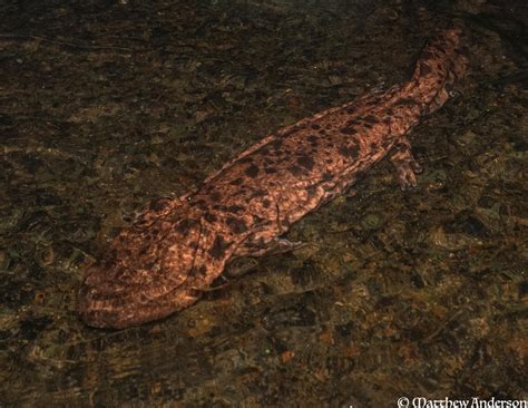 Japanese Giant Salamanders