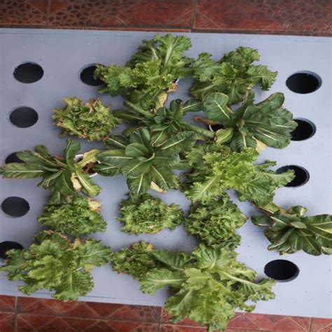 Nutrient Deficiency In Lettuce Kaggle Nutrient Deficiency In Lettuce Kaggle