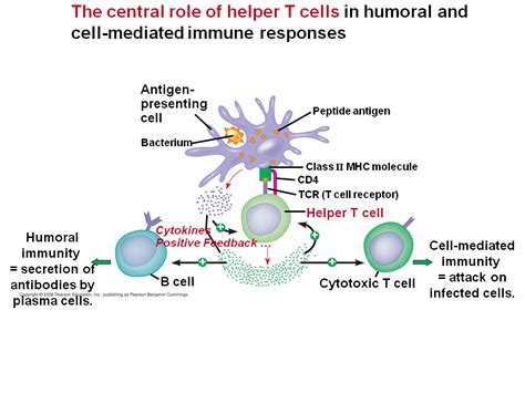 Helper T Cells
