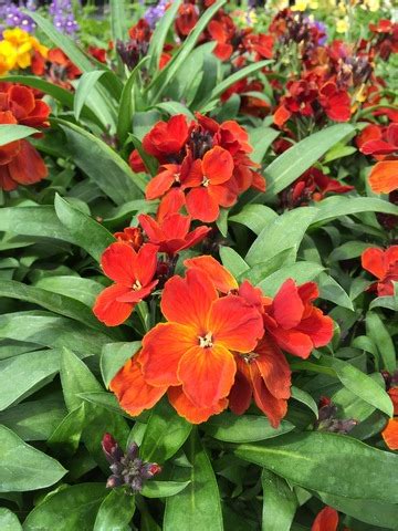 Sugar Rush Orange Wallflower Erysimum Sugar Rush Orange Winnetka