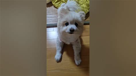 너구리 닮은 짱구 Youtube