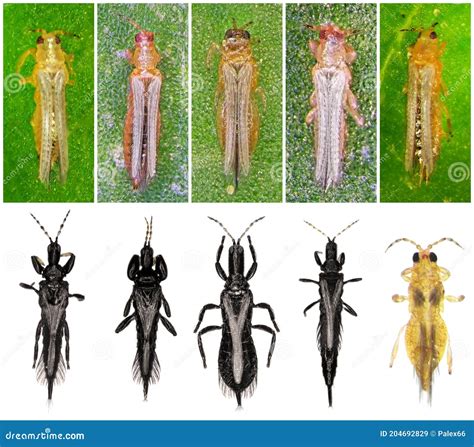 Thrips Order Thysanoptera Are Minute Slender Insect Pests Of Fruit