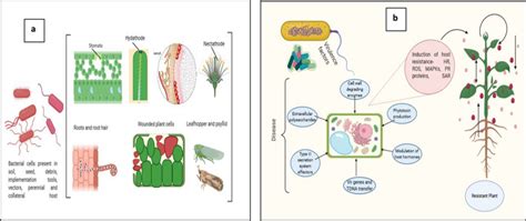 A Bacterial Pathogenesis Bacteria Enter Into Plant System Through Download Scientific Diagram