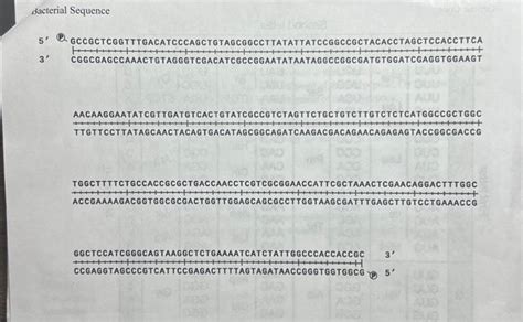 Solved Promoter Region 1 Using The Bacterial Dna Sequence
