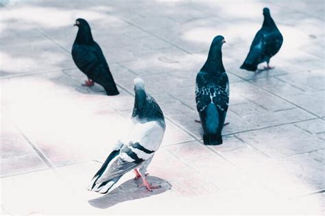 Premium Photo View Of Birds Perching