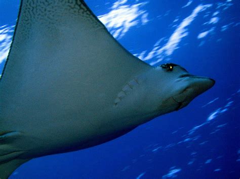 1200 Море шпалери на робочий стіл Hd Скачати Безкоштовно заставки