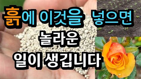 흙에 이것을 넣으면 놀라운 일이 생깁니다 화초나 식물 나무에 이것을 뿌리면 대박 장미 수국 채소 나무 텃밭 정원 시골 전원생활 농사 자연 영양제