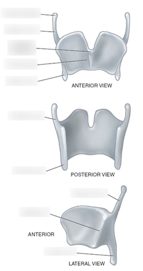 Figure 4 7 Thyroid Cartilage And Landmarks Diagram Quizlet