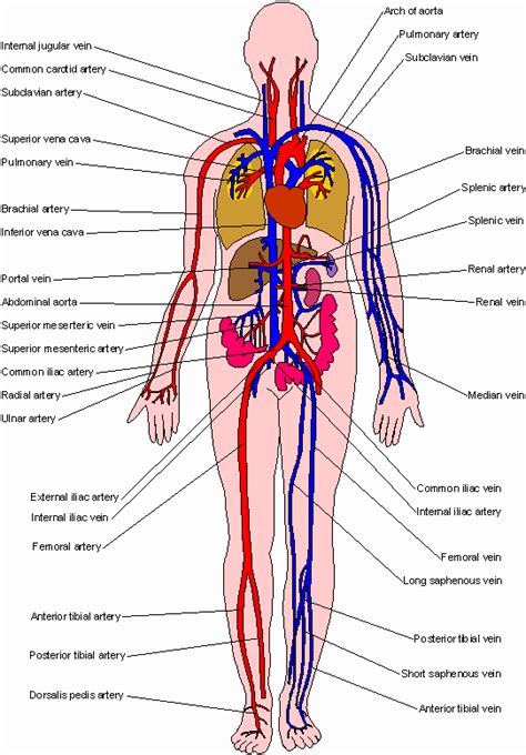 Labelled Diagram Of Arteries And Veins