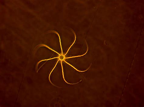 Microalgae And Microbiomes Uit