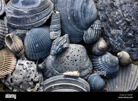 Fossilized Shells Hi Res Stock Photography And Images Alamy
