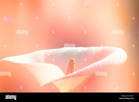 Leaf Feminine Garden Flower Plant Botany Summer Summerly Sensual Stock Photo Alamy