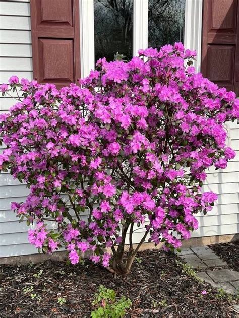 How To Grow Azaleas In Pots And Keep Them Blooming Artofit