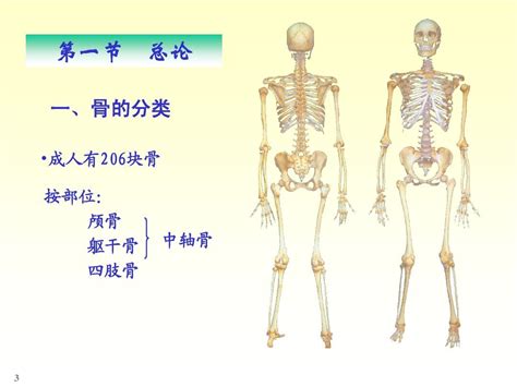 系统解剖学第七版chapter01骨学 word文档在线阅读与下载 免费文档