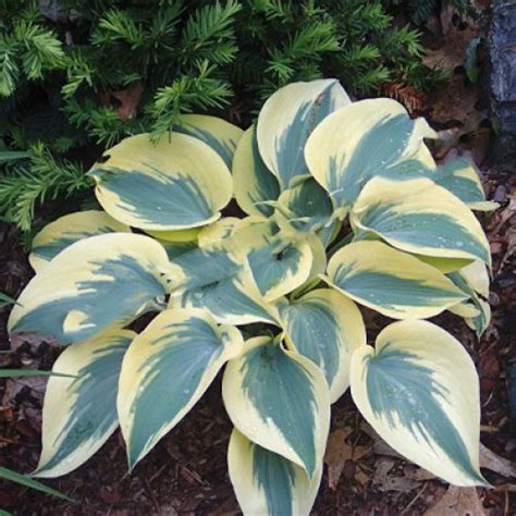Хоста гибридная Отем Фрост купить в гипермаркете Чистый Мир